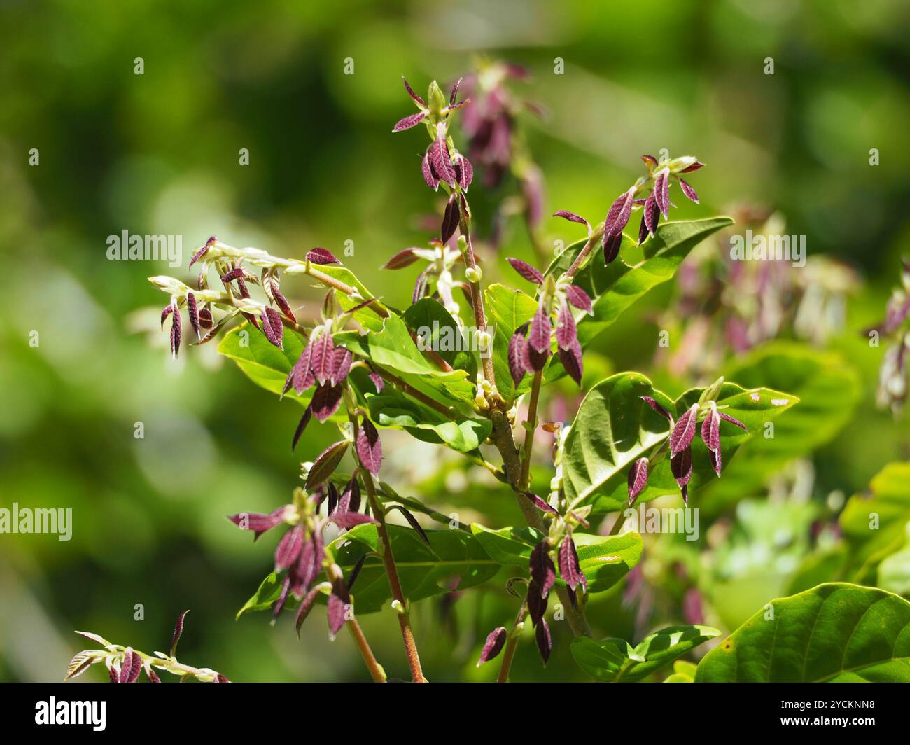 Taiwan Rock Oak (Lithocarpus konishii) Plantae Stock Photo - Alamy