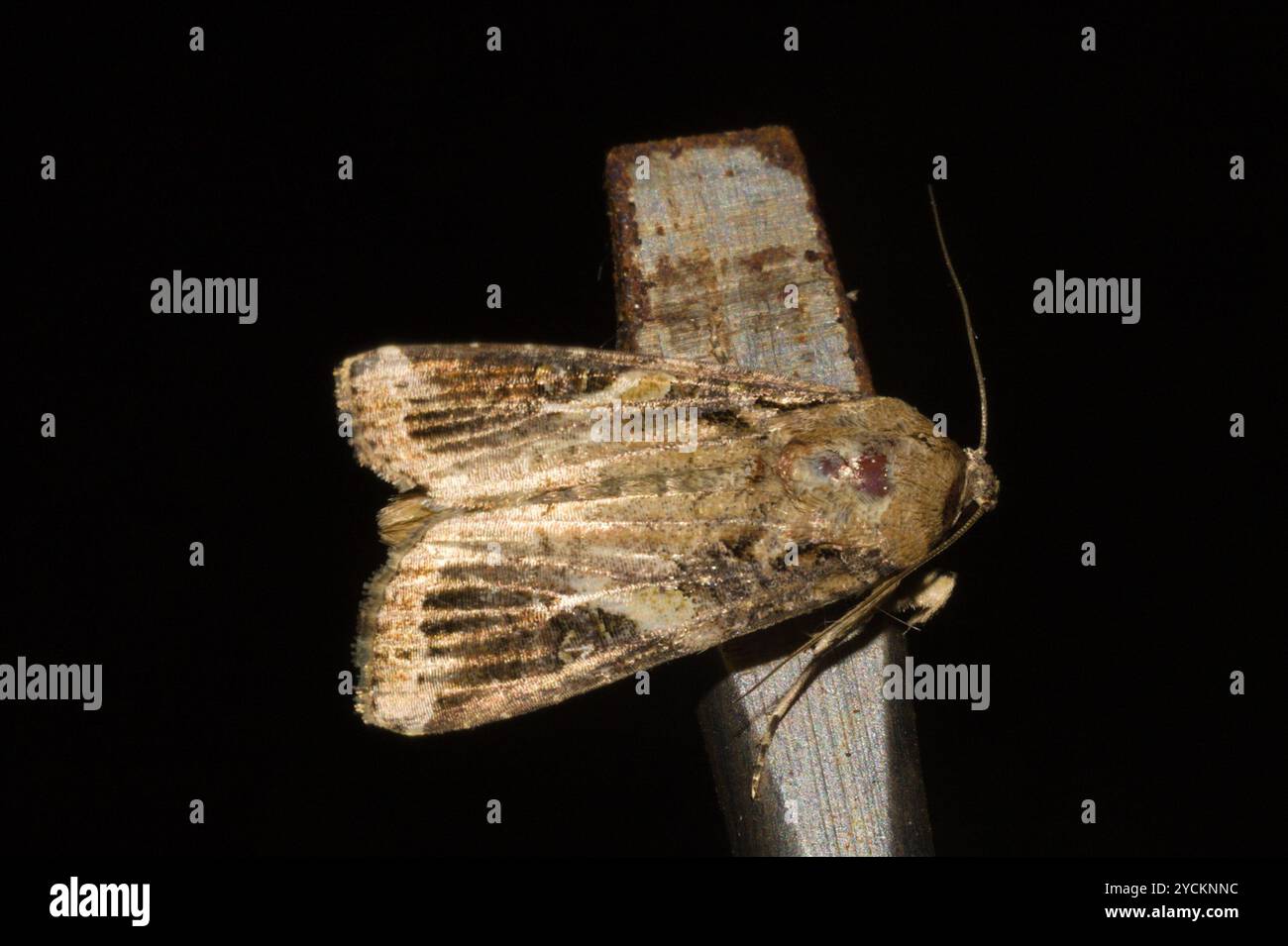 Fall Armyworm Moth (Spodoptera frugiperda) Insecta Stock Photo - Alamy