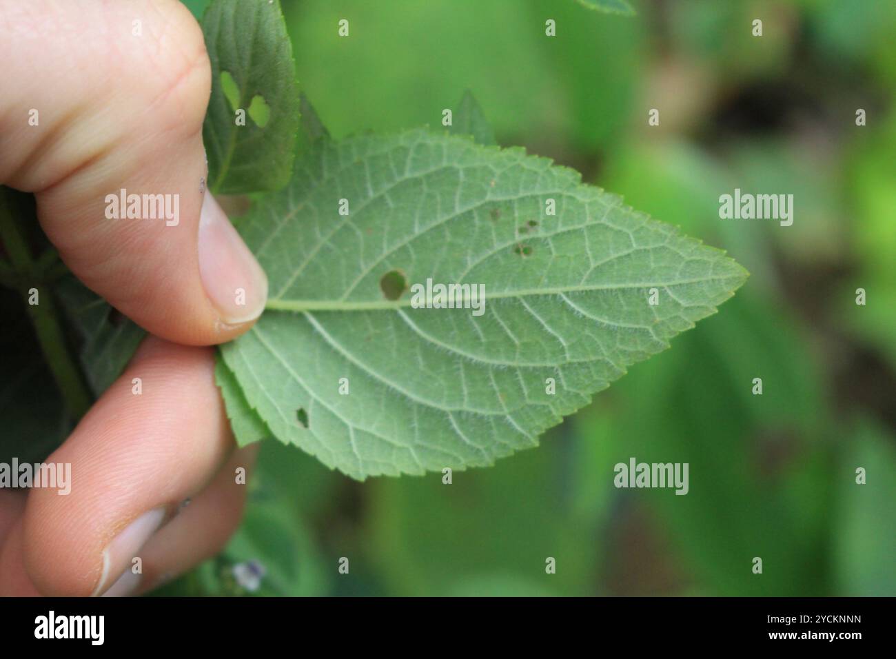 Comb Bushmint (Mesosphaerum pectinatum) Plantae Stock Photo - Alamy