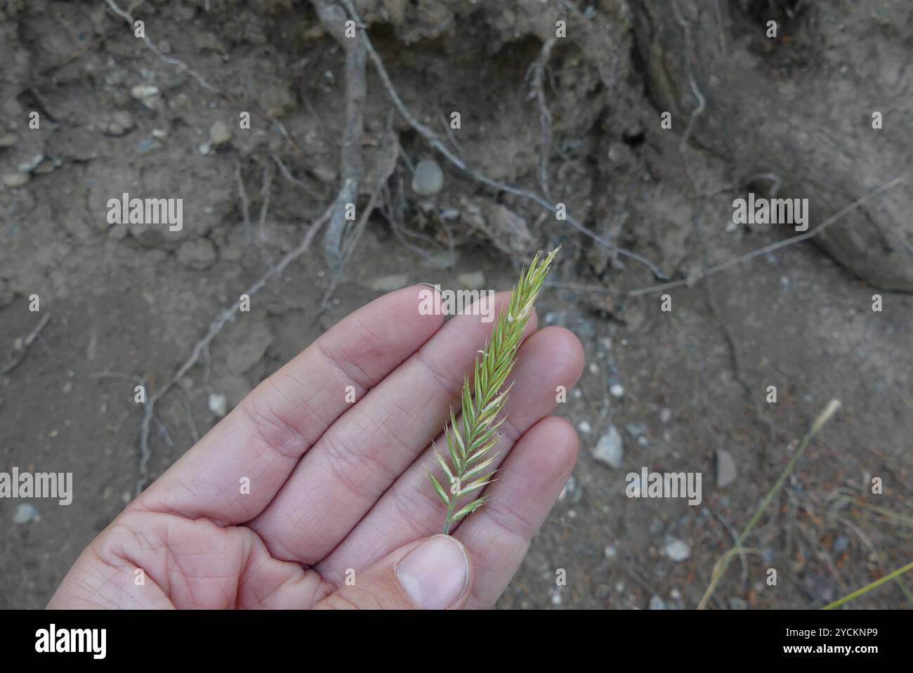 Crested Wheatgrass (Agropyron cristatum) Plantae Stock Photo - Alamy