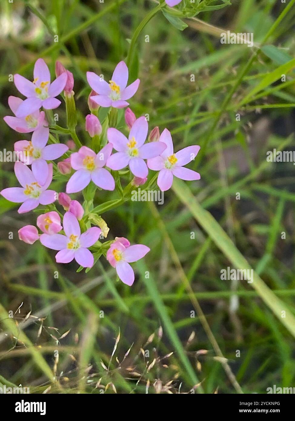 Common centaury (Centaurium erythraea) Plantae Stock Photo - Alamy