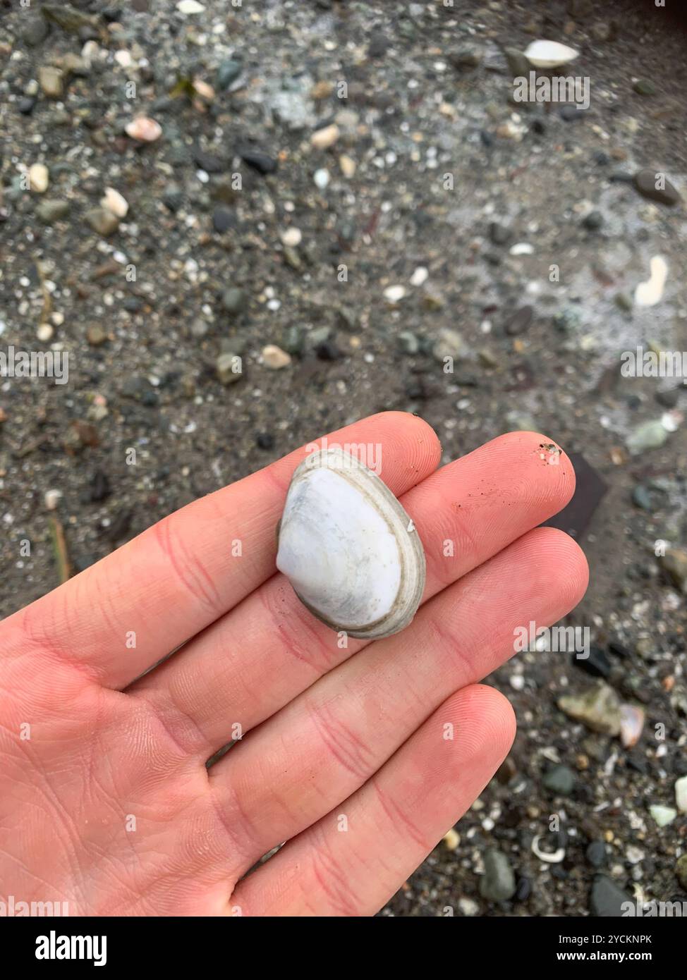 Bent-nosed Clam (Macoma nasuta) Mollusca Stock Photo - Alamy