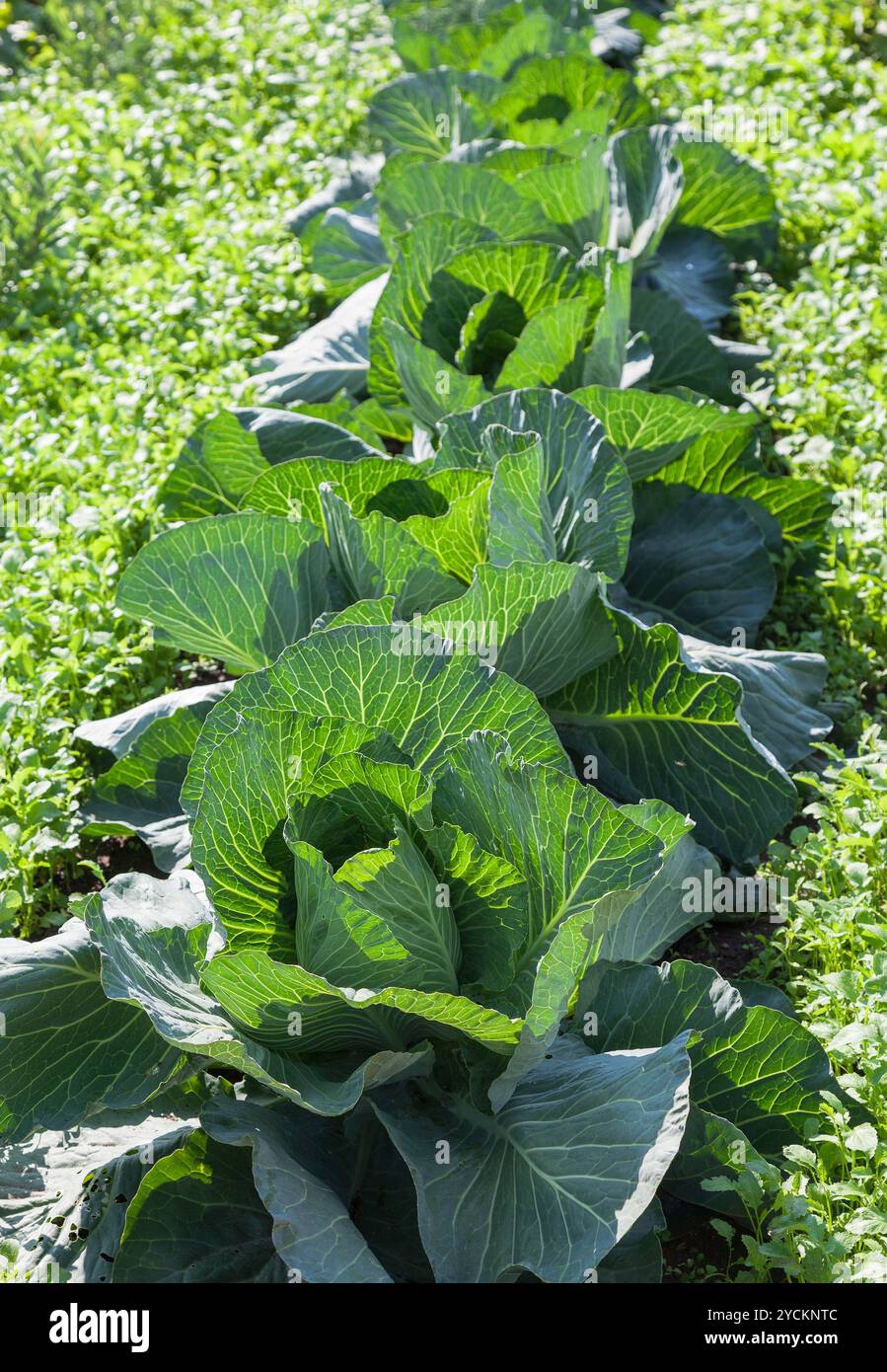 Head cabbage fresh ground hi-res stock photography and images - Alamy