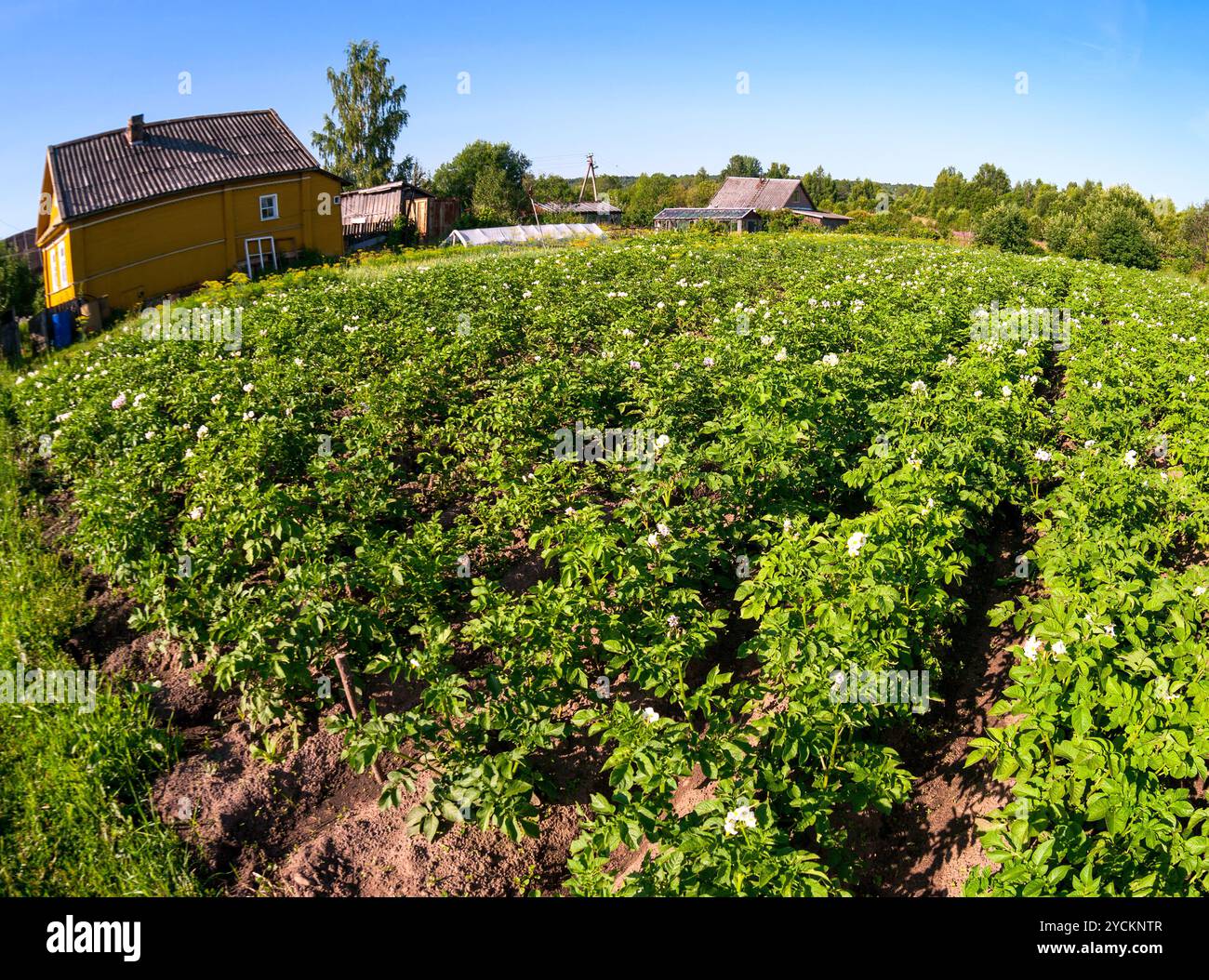 Potatoes plantation in russian village in summertime Stock Photo - Alamy