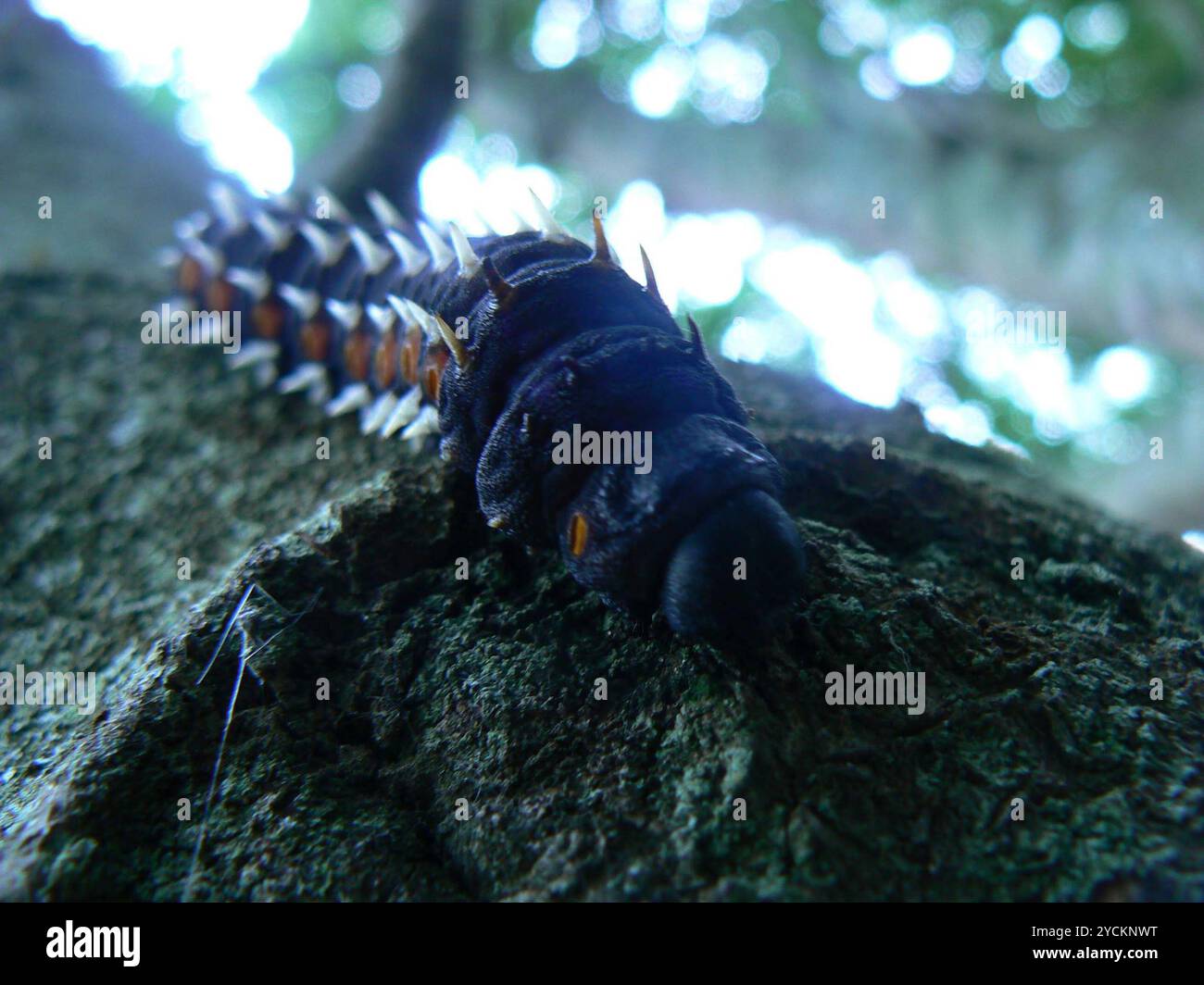 Cabbage Tree Emperor (Bunaea alcinoe) Insecta Stock Photo - Alamy