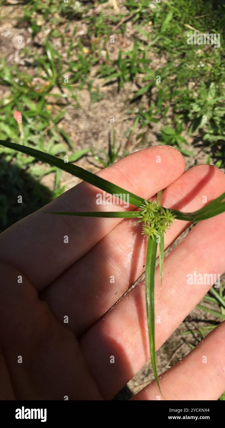 Baldwin's Flatsedge (Cyperus croceus) Plantae Stock Photo - Alamy