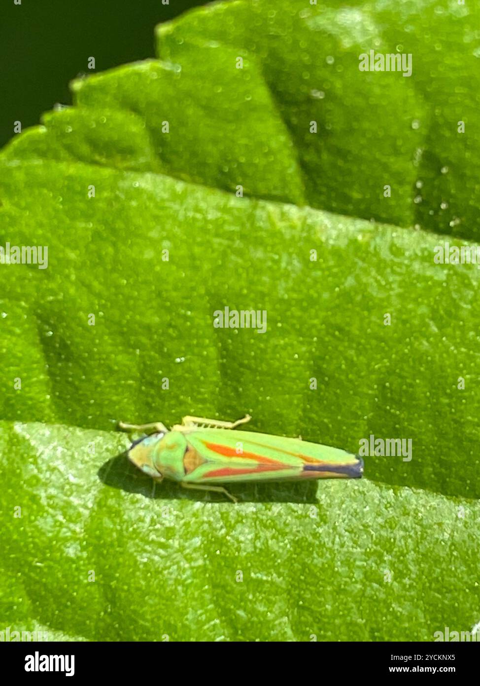 Rhododendron Leafhopper (Graphocephala fennahi) Insecta Stock Photo - Alamy