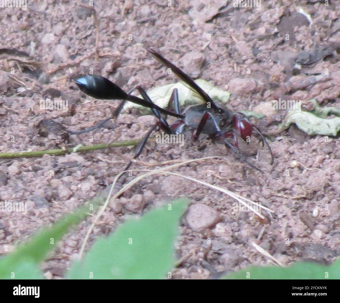Thread-waisted Sand Wasps (Ammophila) Insecta Stock Photo - Alamy