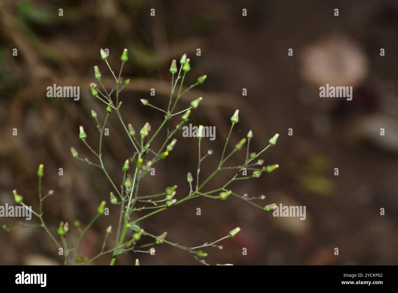 (Blumea paniculata) Plantae Stock Photo - Alamy