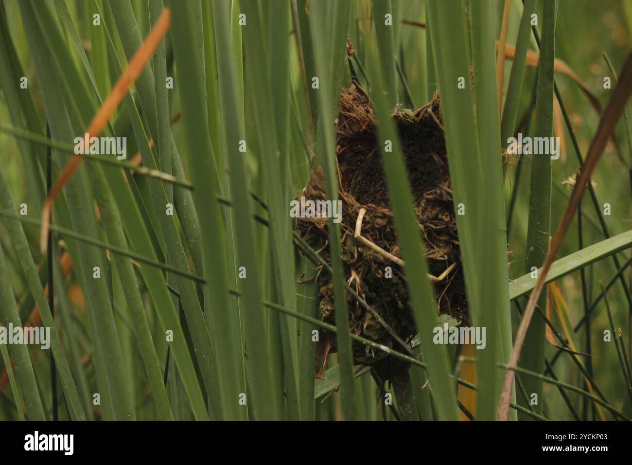 Phleocryptes melanops hi-res stock photography and images - Alamy