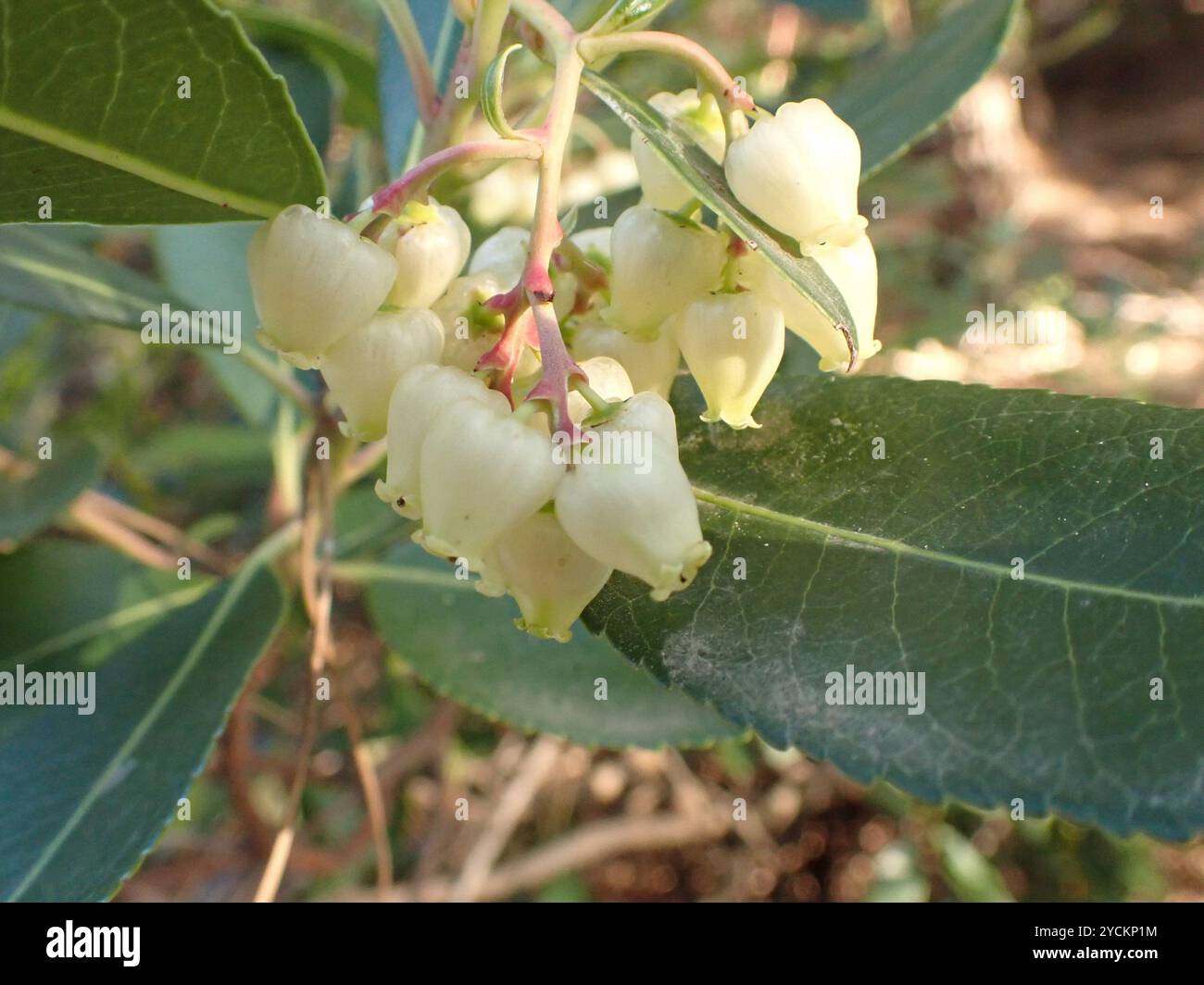 strawberry tree (Arbutus unedo) Plantae Stock Photo - Alamy