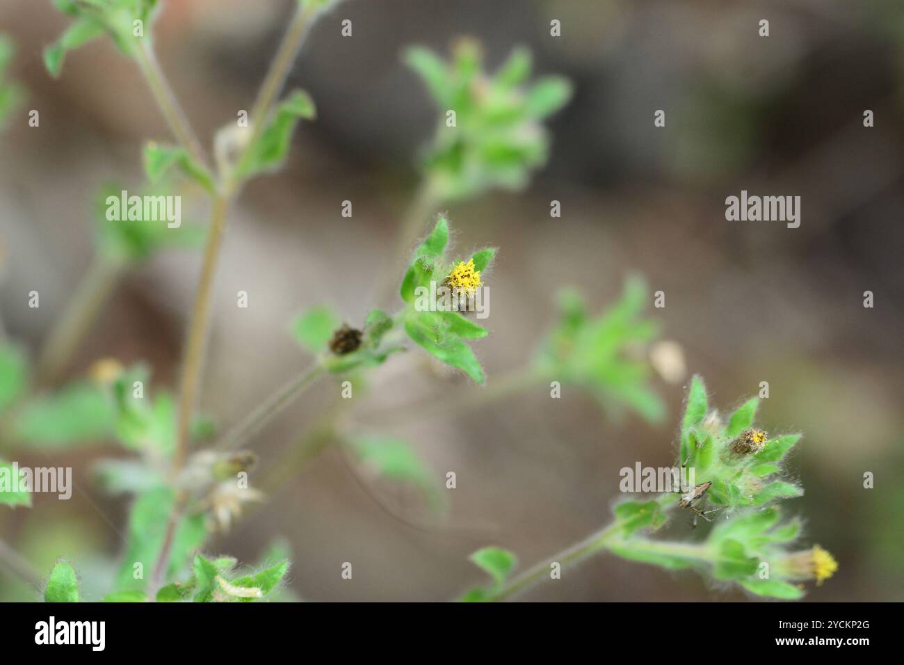 (Blumea belangeriana) Plantae Stock Photo - Alamy