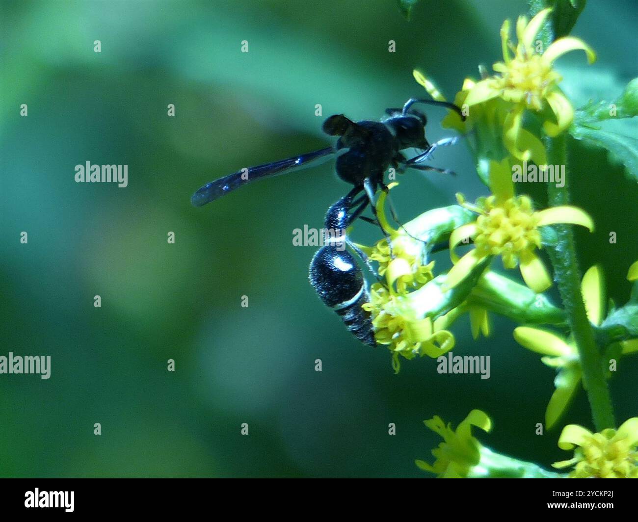 Fraternal Potter Wasp (Eumenes fraternus) Insecta Stock Photo - Alamy