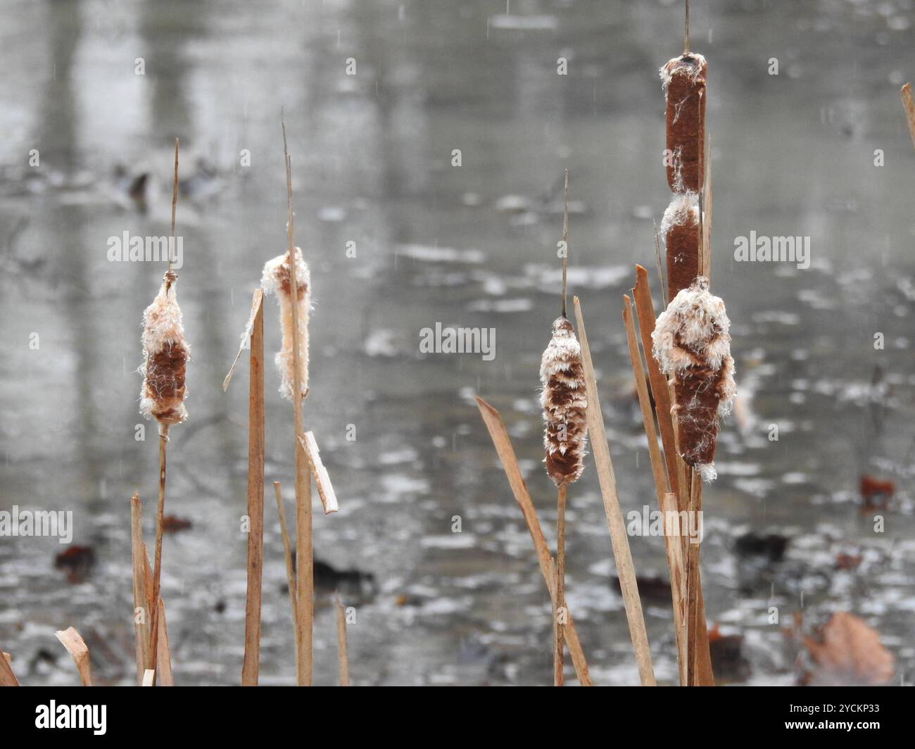 Cattails (Typha) Plantae Stock Photo - Alamy
