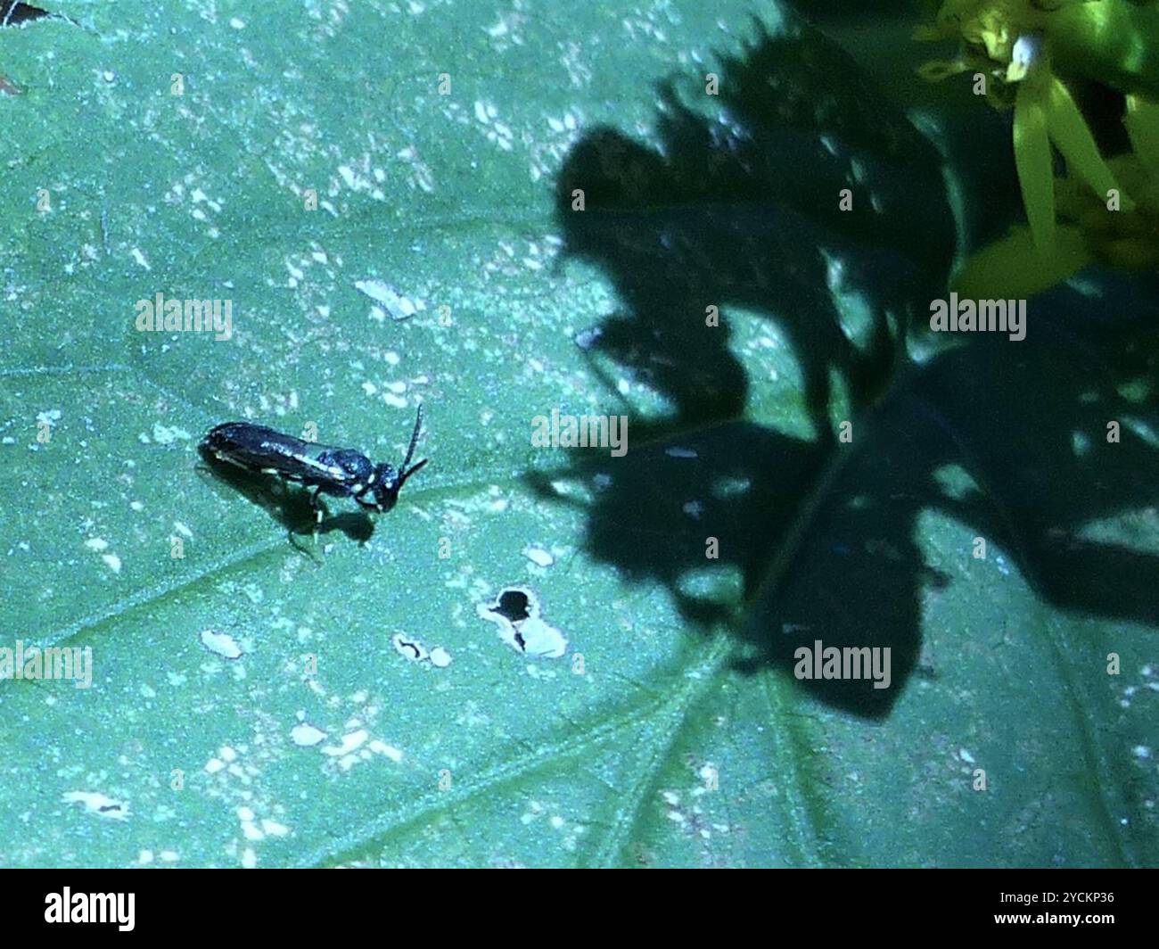 Masked Bees (Hylaeus) Insecta Stock Photo - Alamy