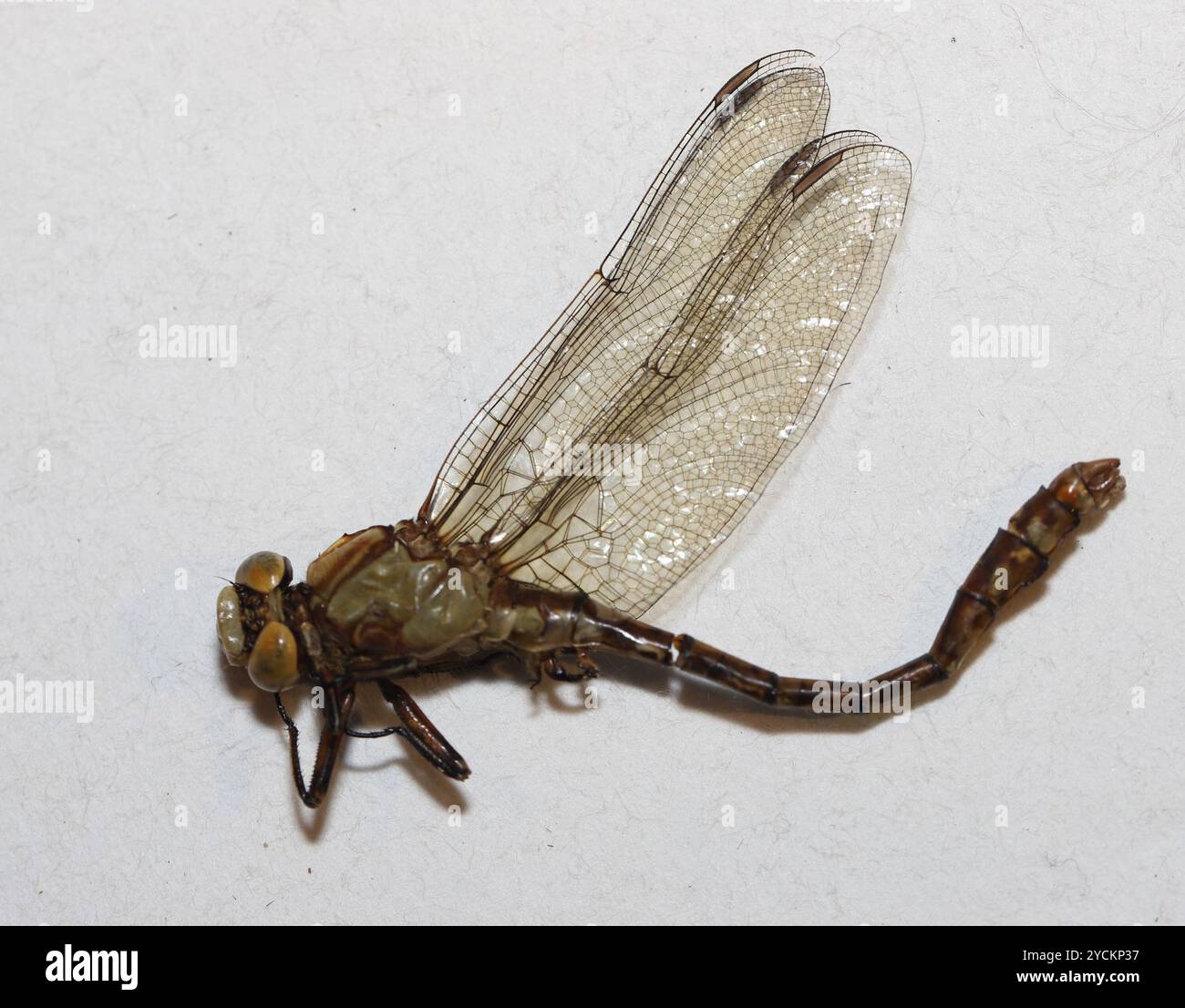Rusty Snaketail (Ophiogomphus rupinsulensis) Insecta Stock Photo - Alamy