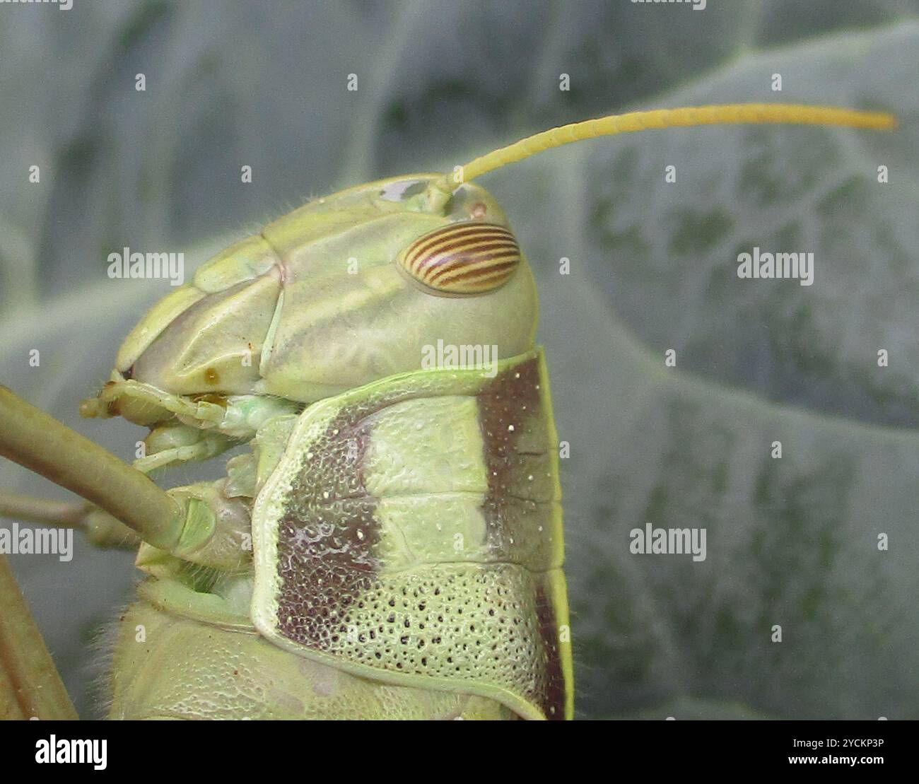 Green tree locust (Cyrtacanthacris aeruginosa) Insecta Stock Photo - Alamy