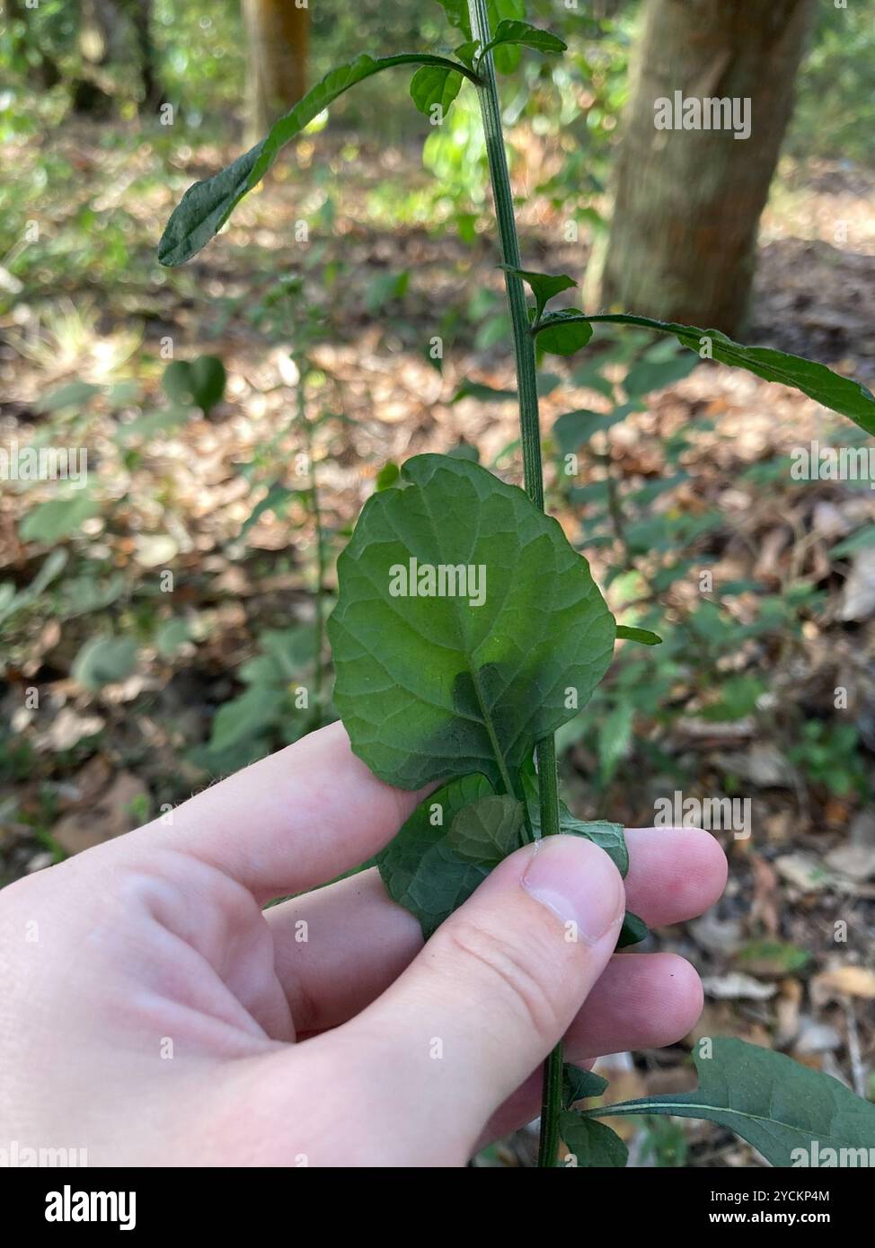 little ironweed (Cyanthillium cinereum) Plantae Stock Photo - Alamy
