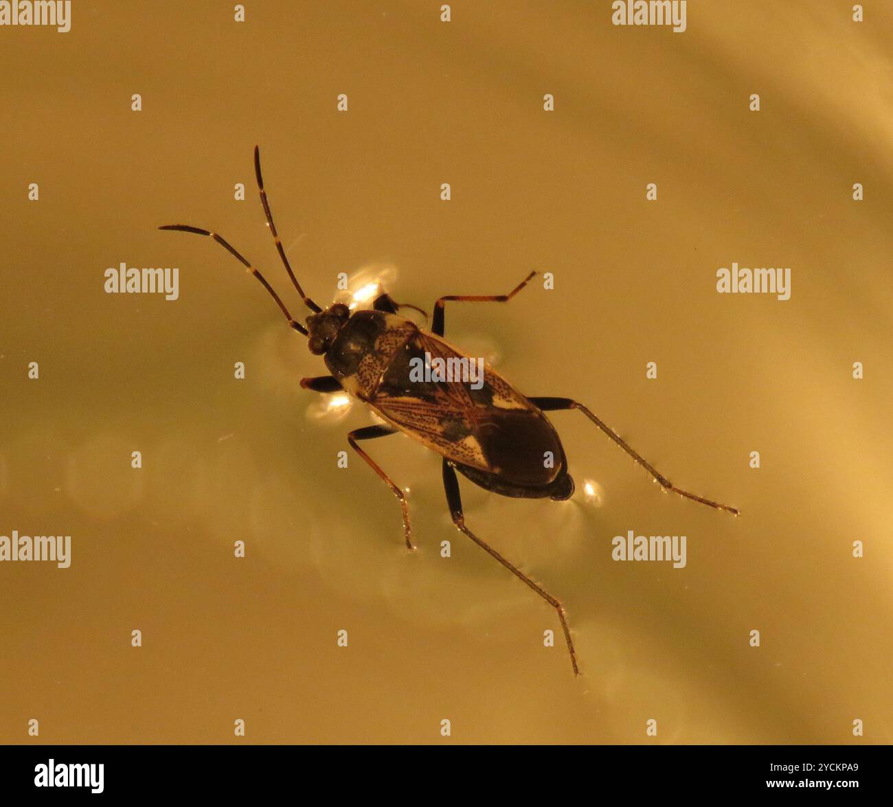 bright-spotted groundbug (Rhyparochromus vulgaris) Insecta Stock Photo ...