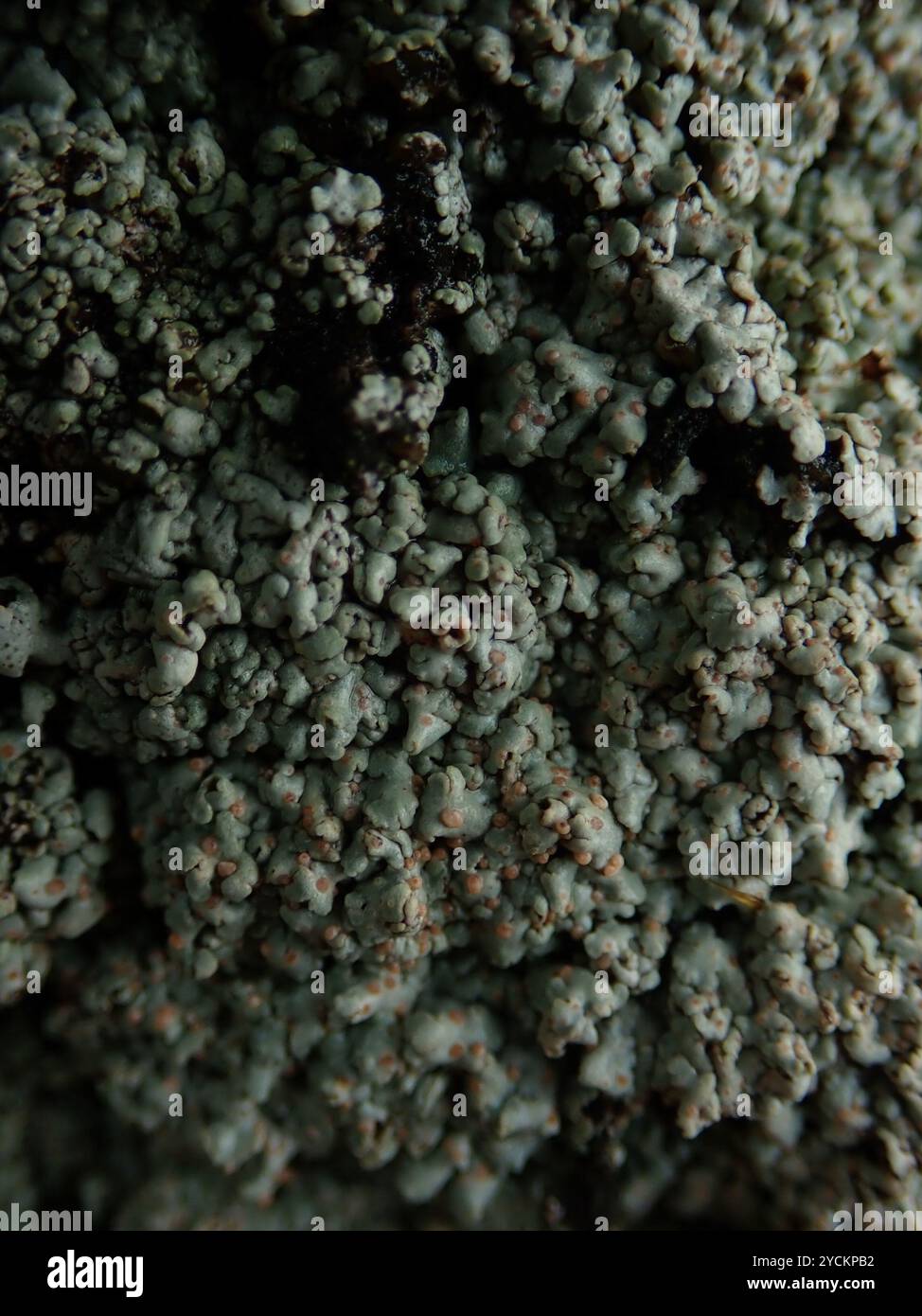 common lichens (Lecanoromycetes) Fungi Stock Photo - Alamy