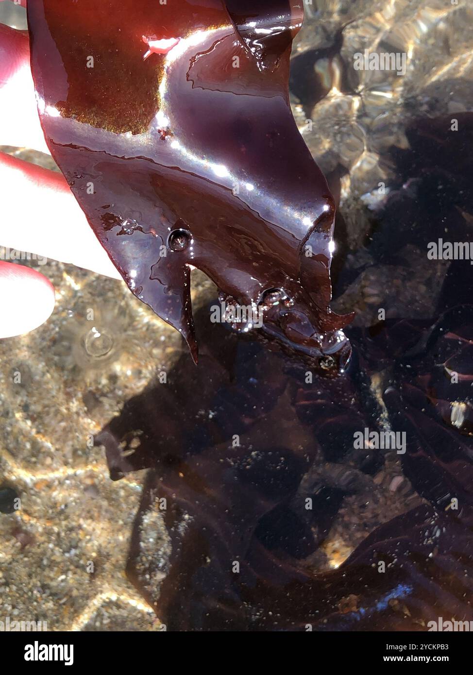 splendid iridescent seaweed (Mazzaella splendens) Plantae Stock Photo ...