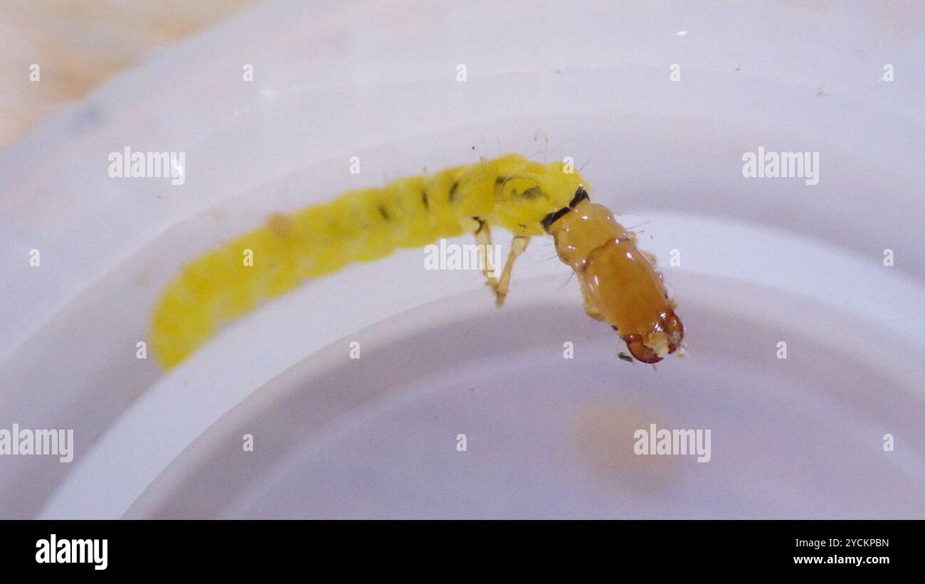 Little Black Caddisflies (Chimarra) Insecta Stock Photo - Alamy