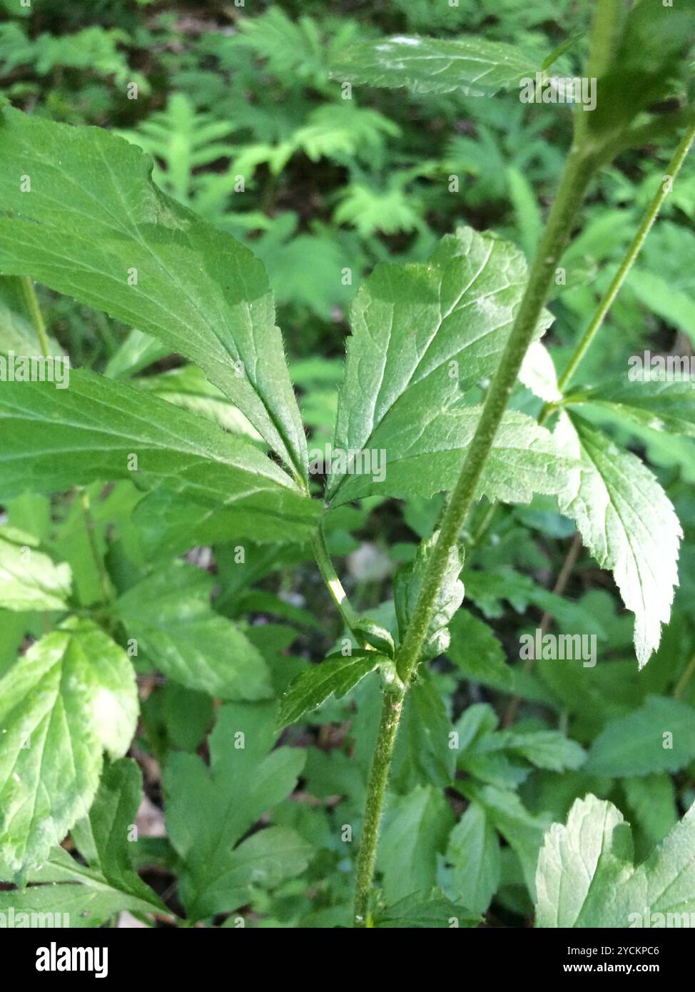 white avens (Geum canadense) Plantae Stock Photo - Alamy