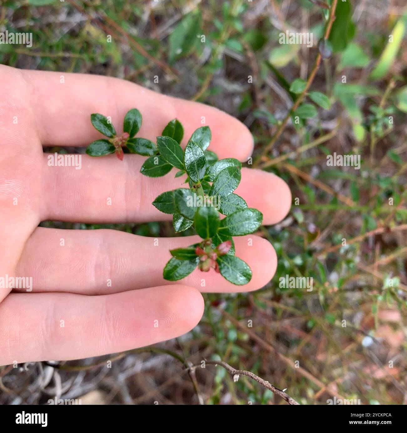 Shiny blueberry (Vaccinium myrsinites) Plantae Stock Photo - Alamy