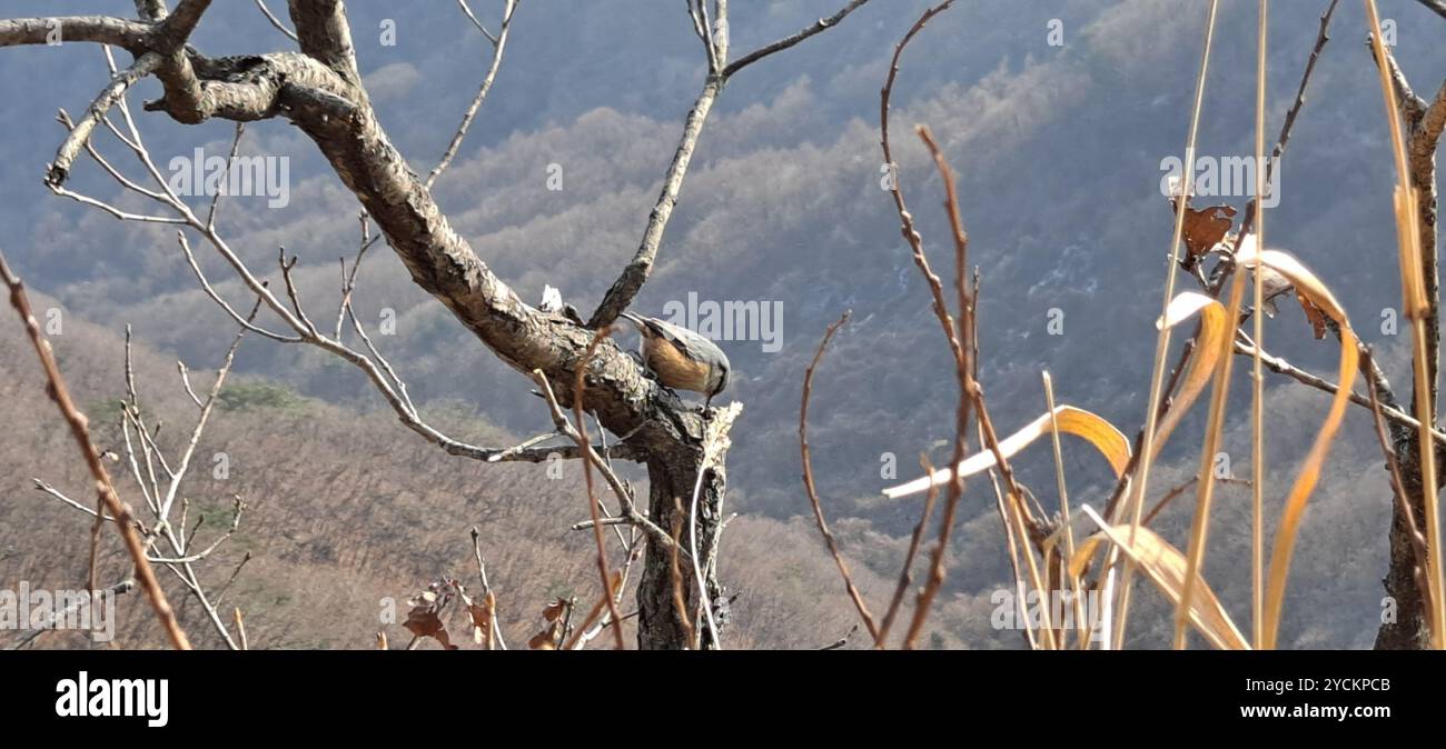 Sitta europaea amurensis hi-res stock photography and images - Alamy