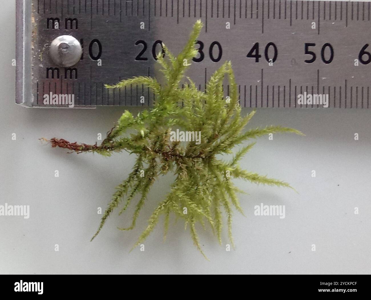 Common striated feather moss hi-res stock photography and images - Alamy