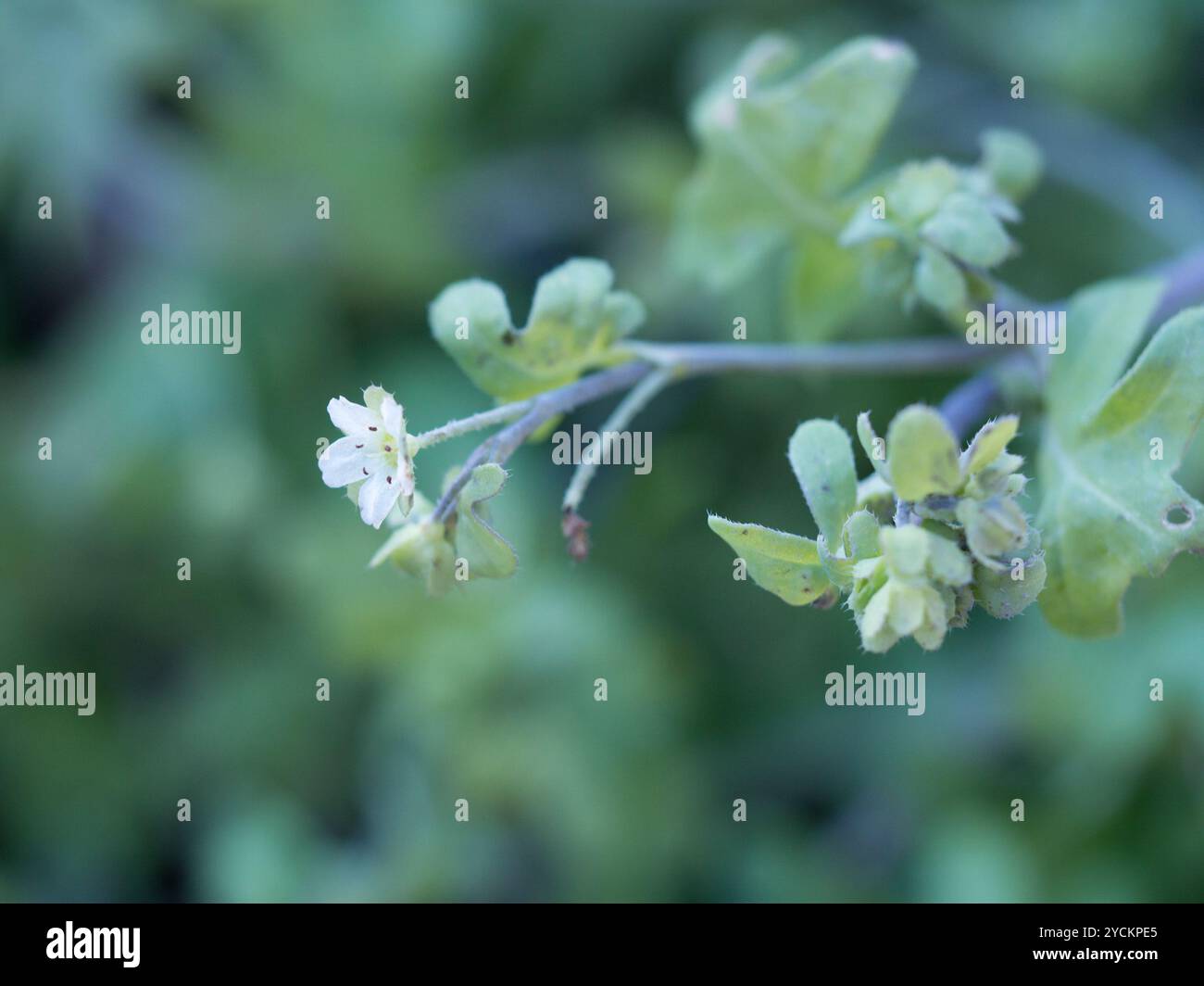 white fiesta flower (Pholistoma membranaceum) Plantae Stock Photo - Alamy