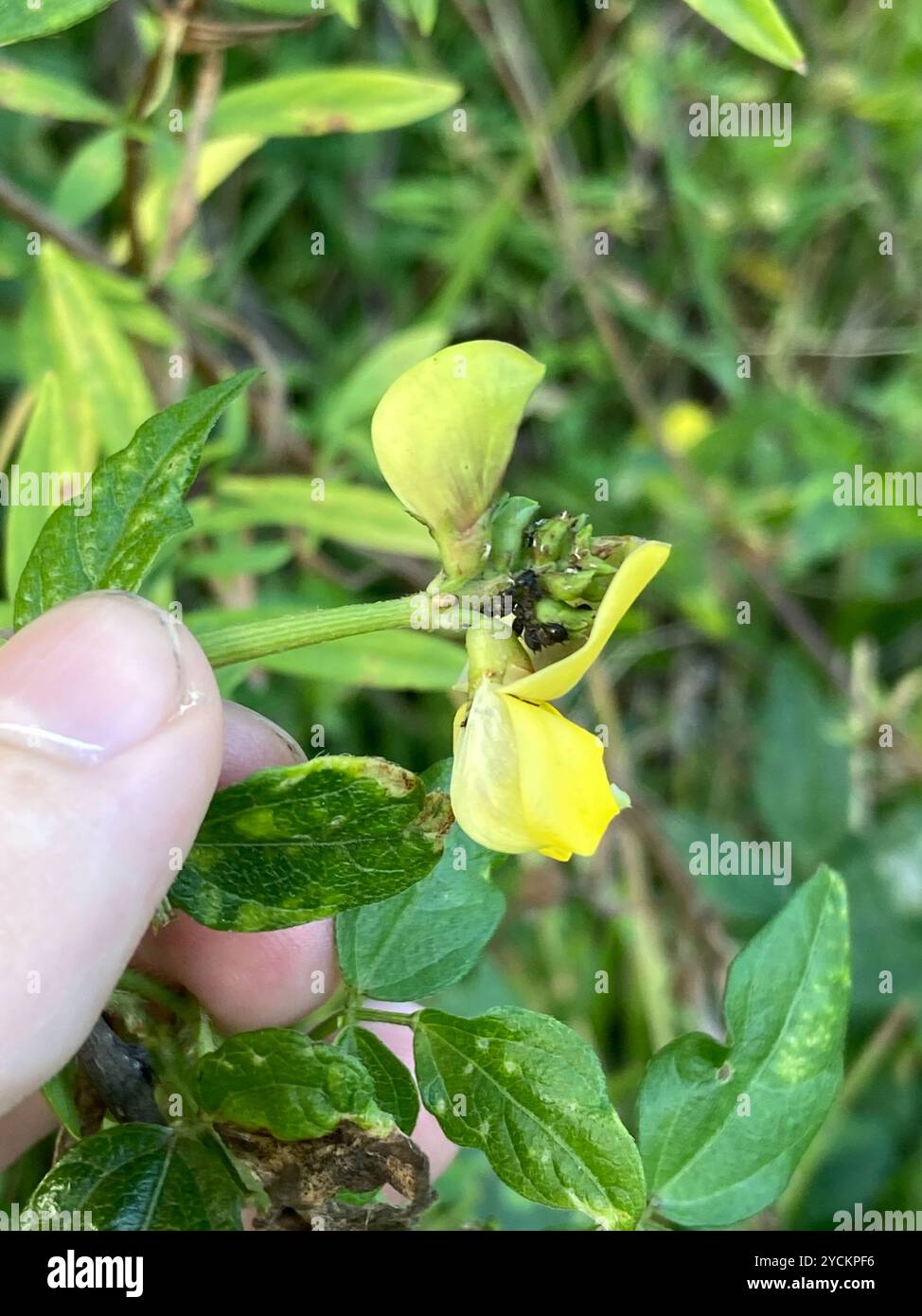 Wild Cowpea (Vigna luteola) Plantae Stock Photo - Alamy