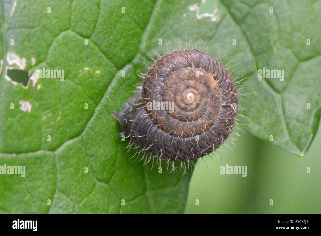 Furry Hair Snail (Trochulus villosus) Mollusca Stock Photo - Alamy