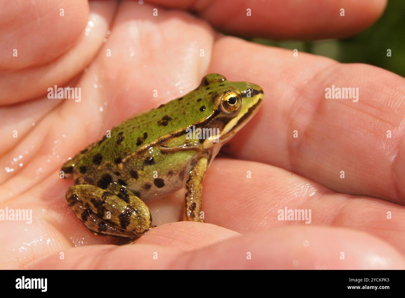Water Frogs (Pelophylax) Amphibia Stock Photo - Alamy