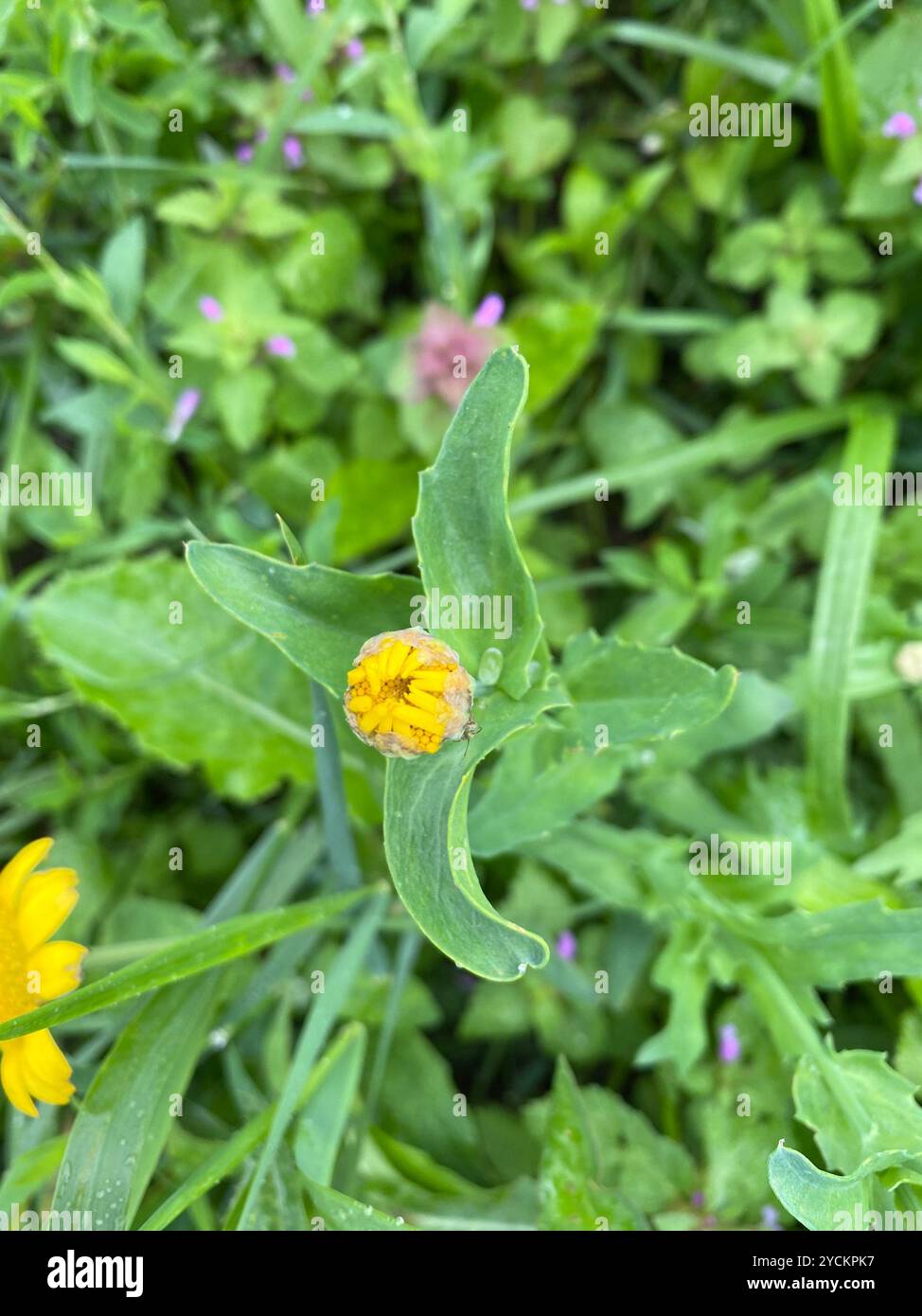 Corn Marigold (Glebionis segetum) Plantae Stock Photo - Alamy