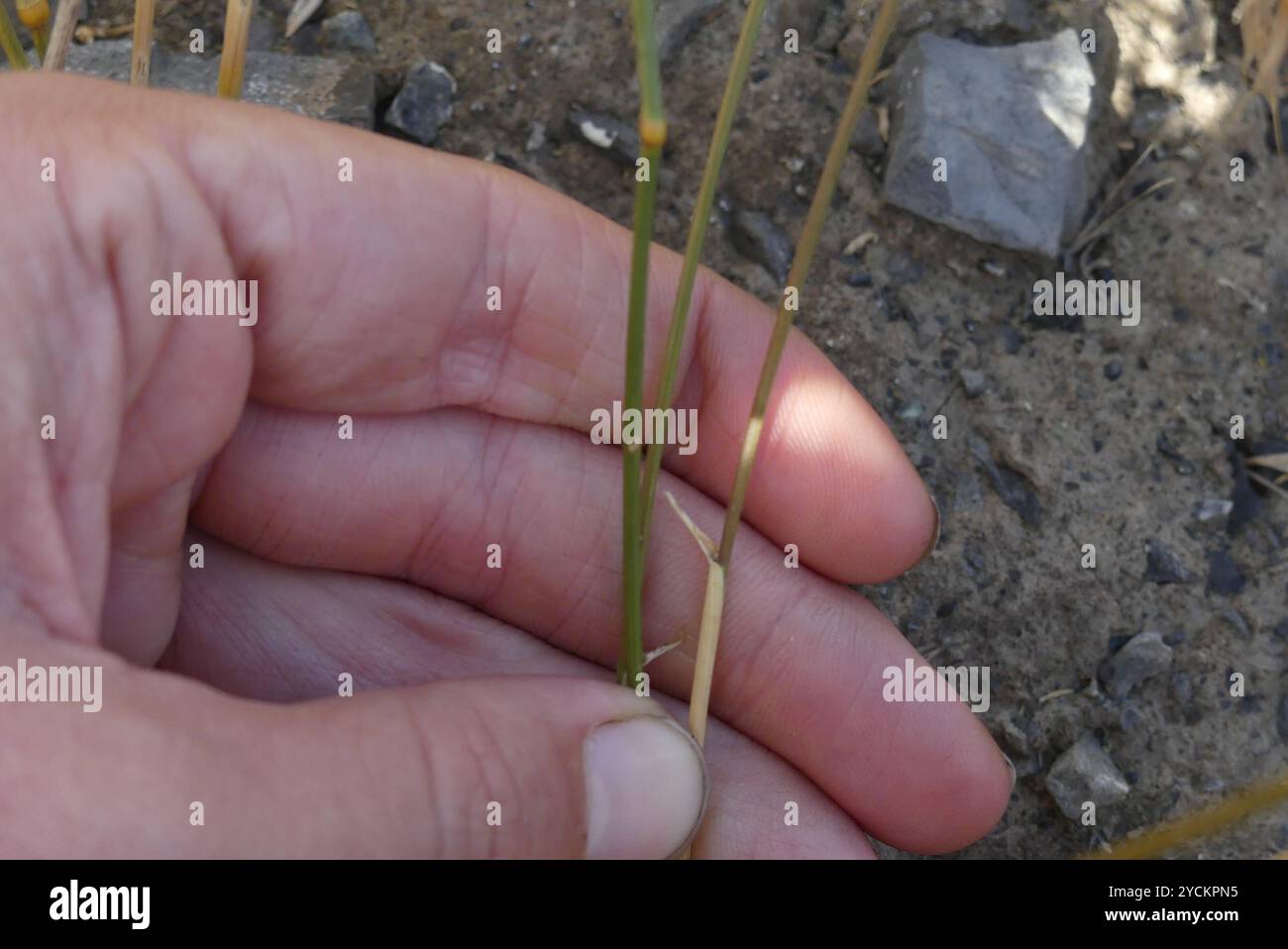 Crested Wheatgrass (Agropyron cristatum) Plantae Stock Photo - Alamy