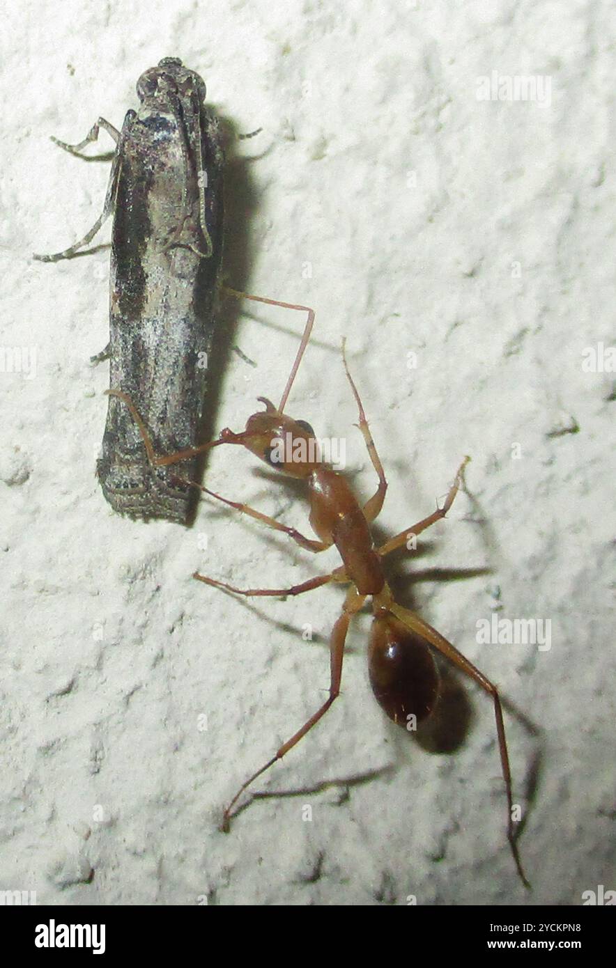 Spotted Sugar Ant (Camponotus maculatus) Insecta Stock Photo - Alamy