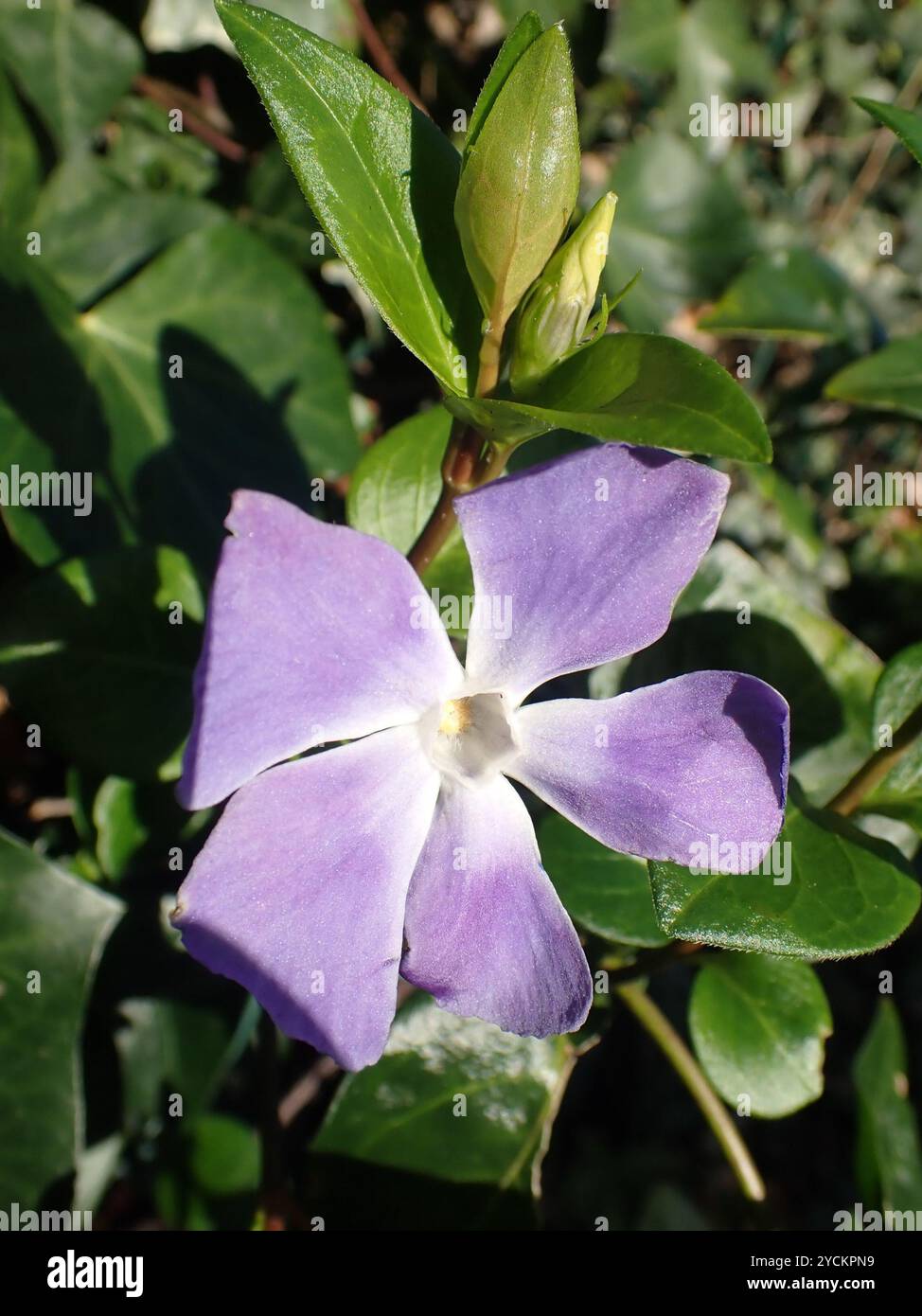 greater periwinkle (Vinca major) Plantae Stock Photo - Alamy