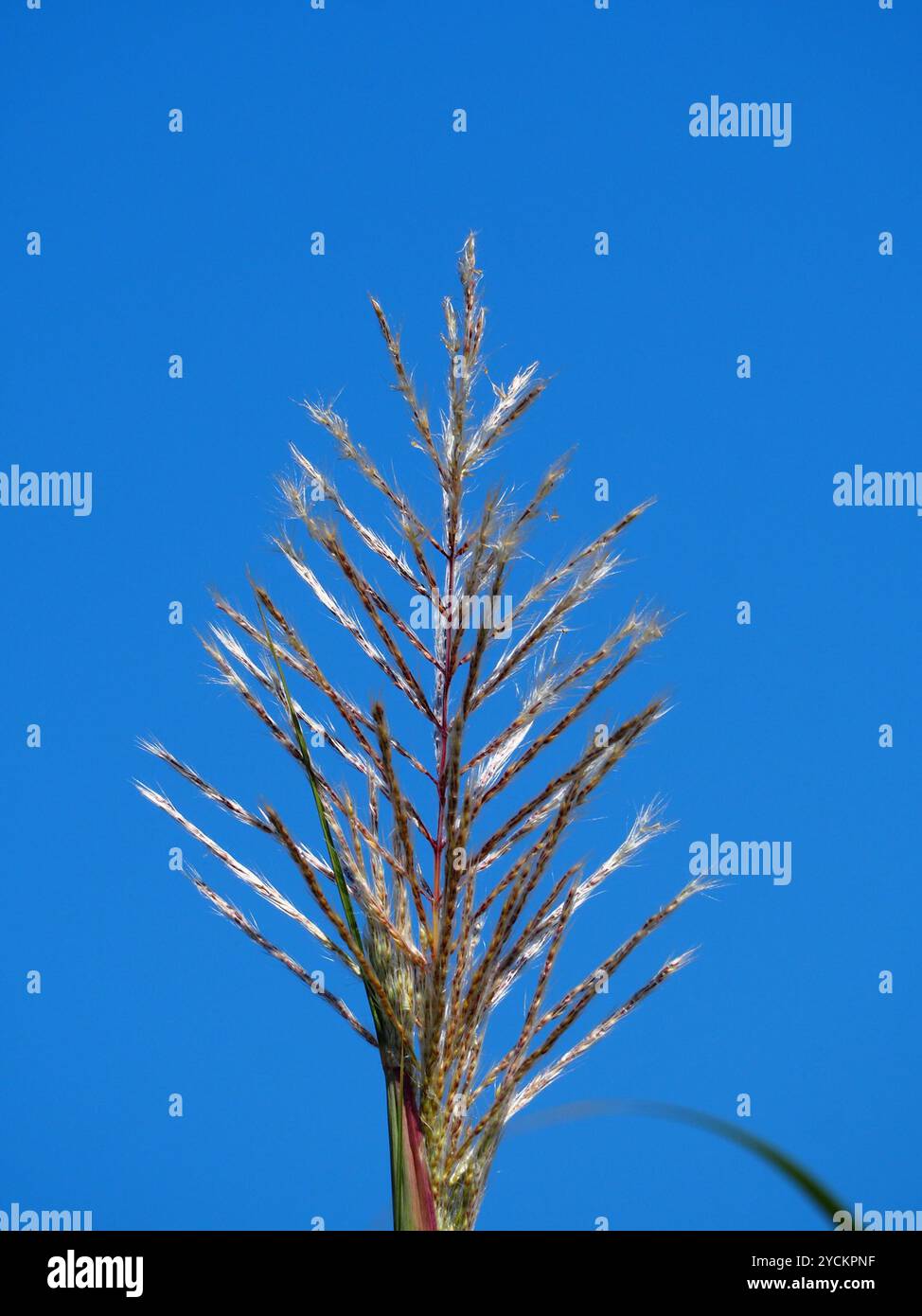 Wild Cane (Saccharum spontaneum) Plantae Stock Photo - Alamy