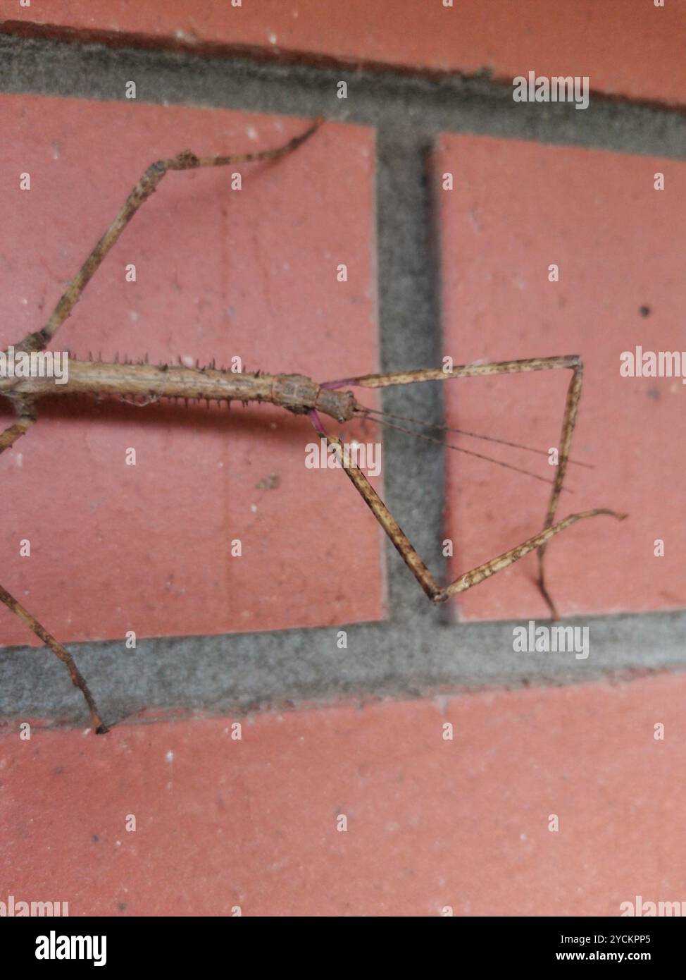 New Zealand Giant Stick Insect (Argosarchus horridus) Insecta Stock ...