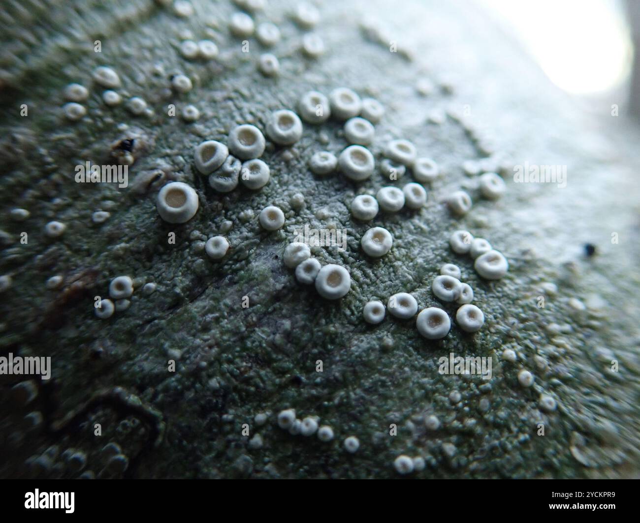 Smooth Saucer Lichen (Ochrolechia laevigata) Fungi Stock Photo - Alamy