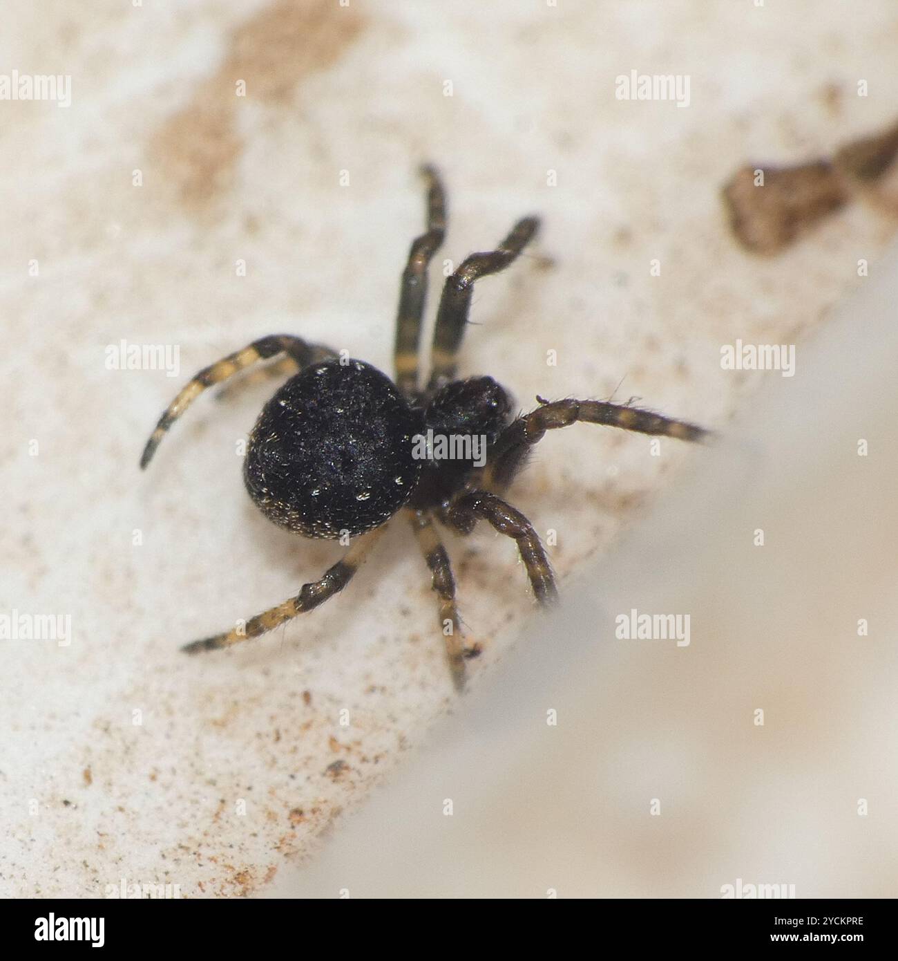 Spiders (Araneae) Arachnida Stock Photo - Alamy