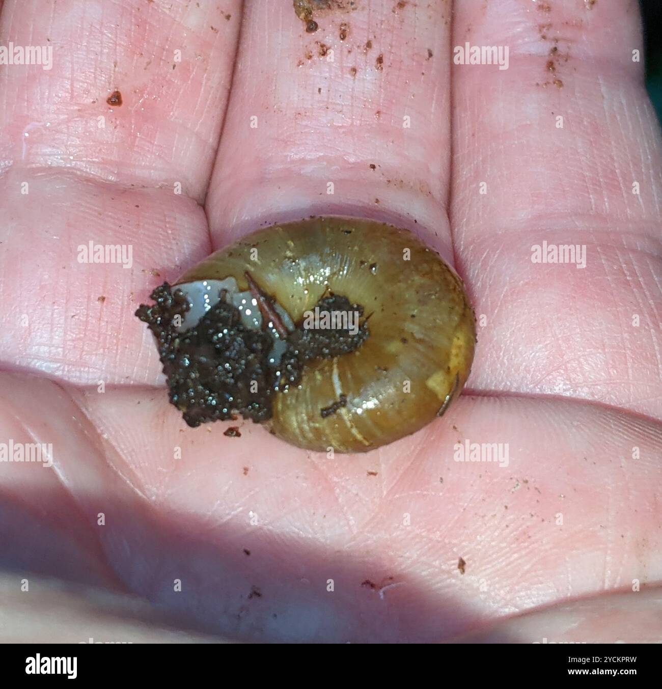 Robust Lancetooth Snail (Haplotrema vancouverense) Mollusca Stock Photo ...