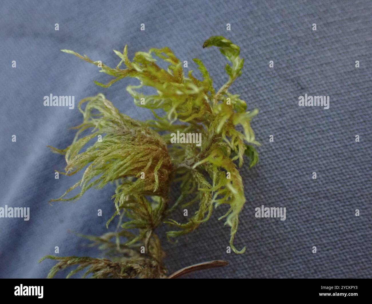 mosses (Bryophyta) Plantae Stock Photo - Alamy