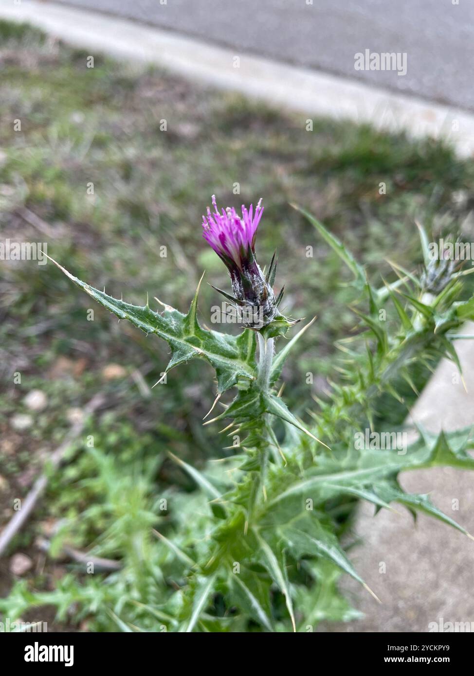 Italian thistle (Carduus pycnocephalus) Plantae Stock Photo - Alamy