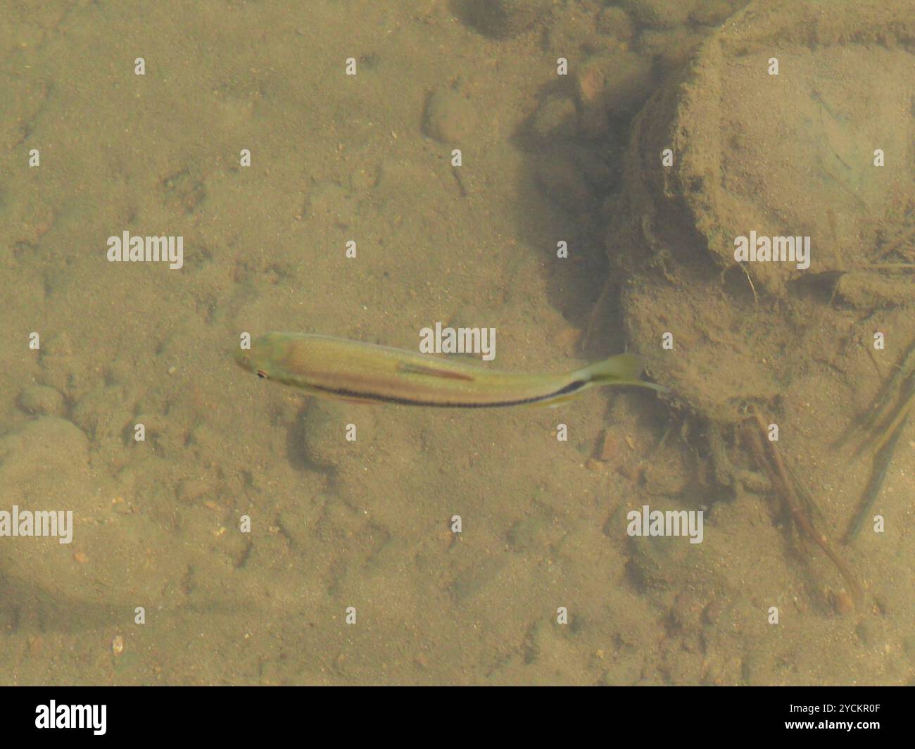 Taiwan Horse Mouth (Candidia barbata) Actinopterygii Stock Photo - Alamy