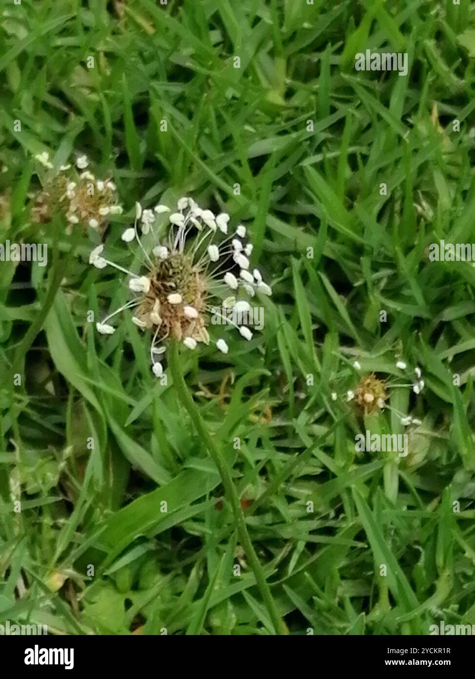 ribwort plantain (Plantago lanceolata) Plantae Stock Photo - Alamy