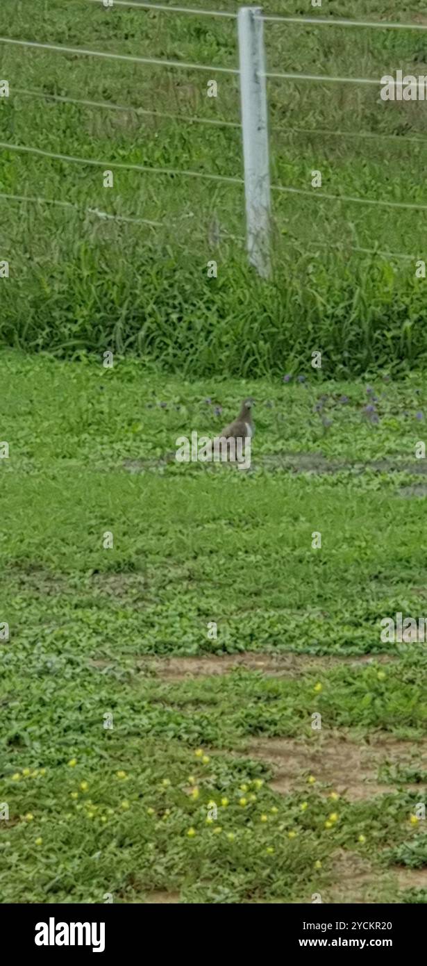 Geophaps scripta hi-res stock photography and images - Alamy