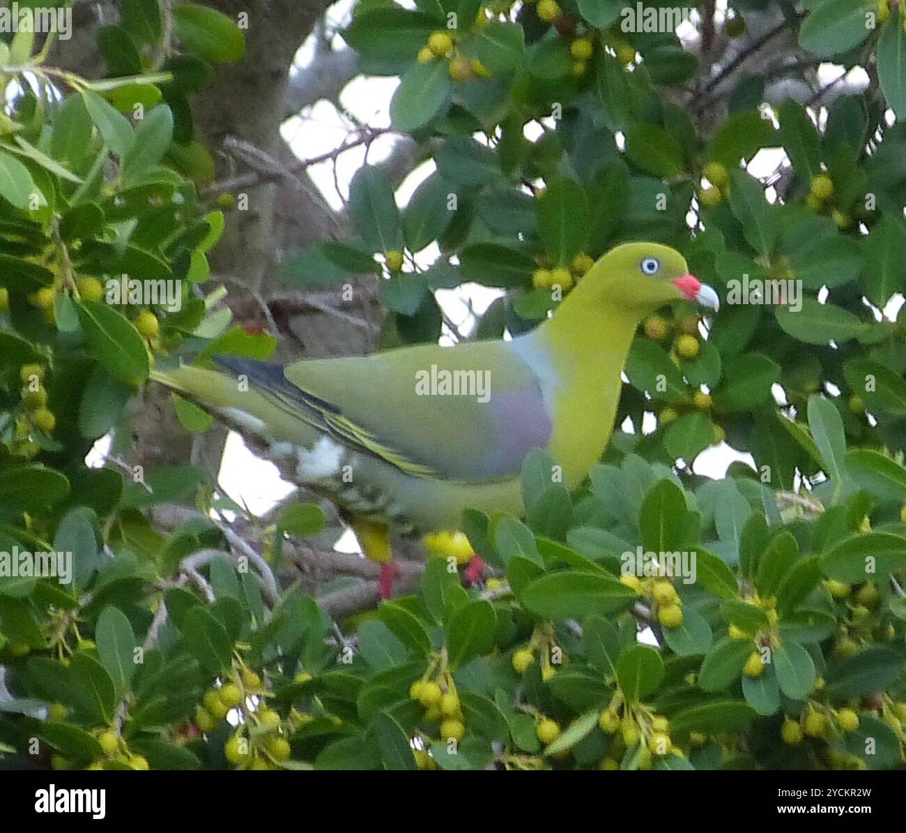 African Green-Pigeon (Treron calvus) Aves Stock Photo - Alamy