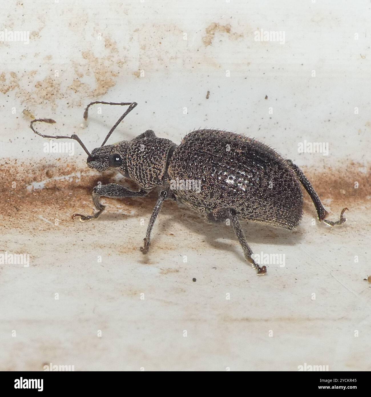 Broad-nosed Weevils (Entiminae) Insecta Stock Photo - Alamy